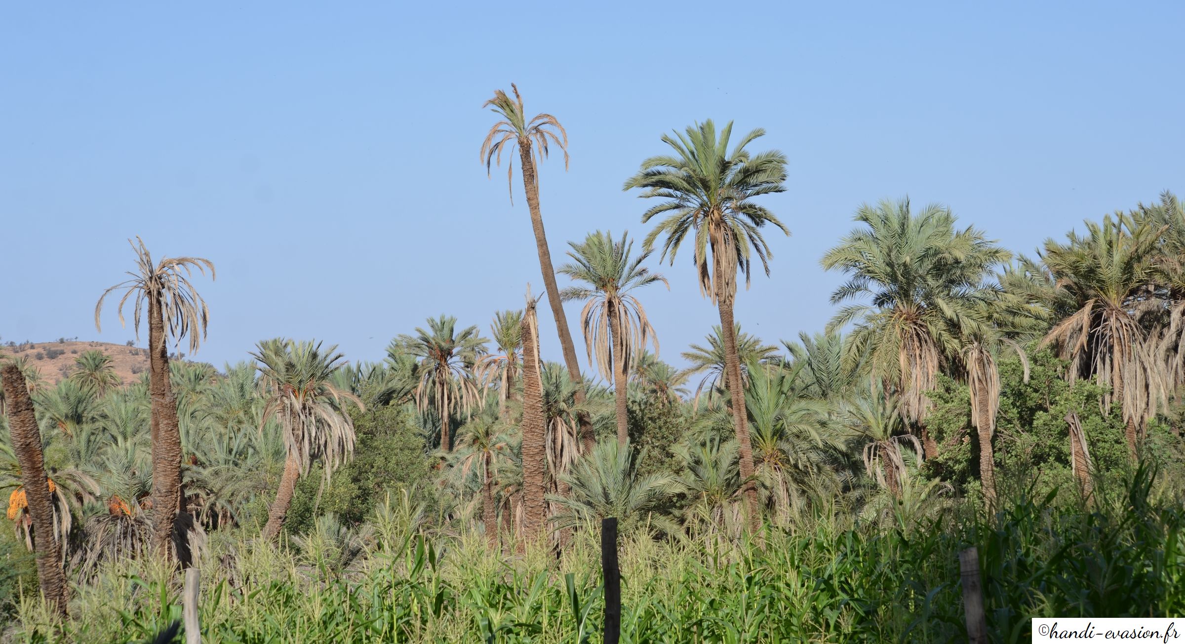 Handi-Evasion - Oasis de Tiout