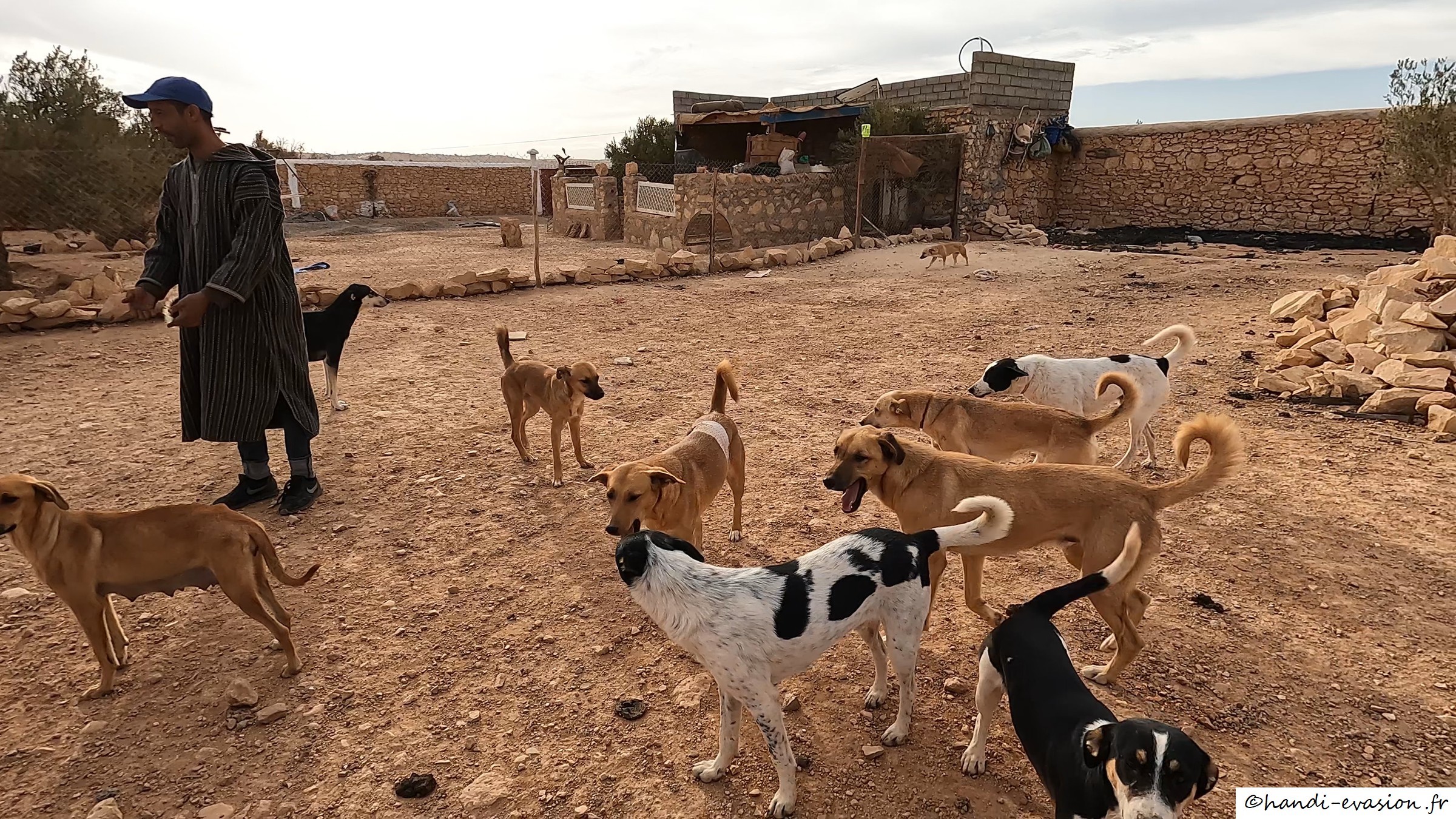 Handi-Evasion - Chiens du Maroc