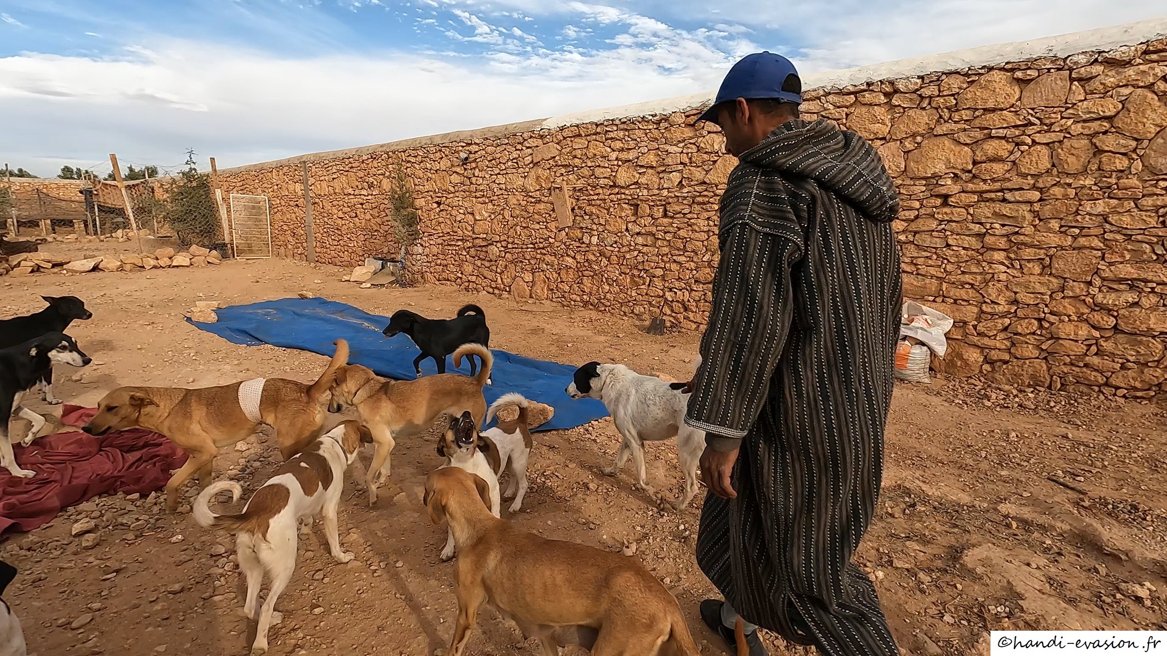 Handi-Evasion - Chiens du Maroc