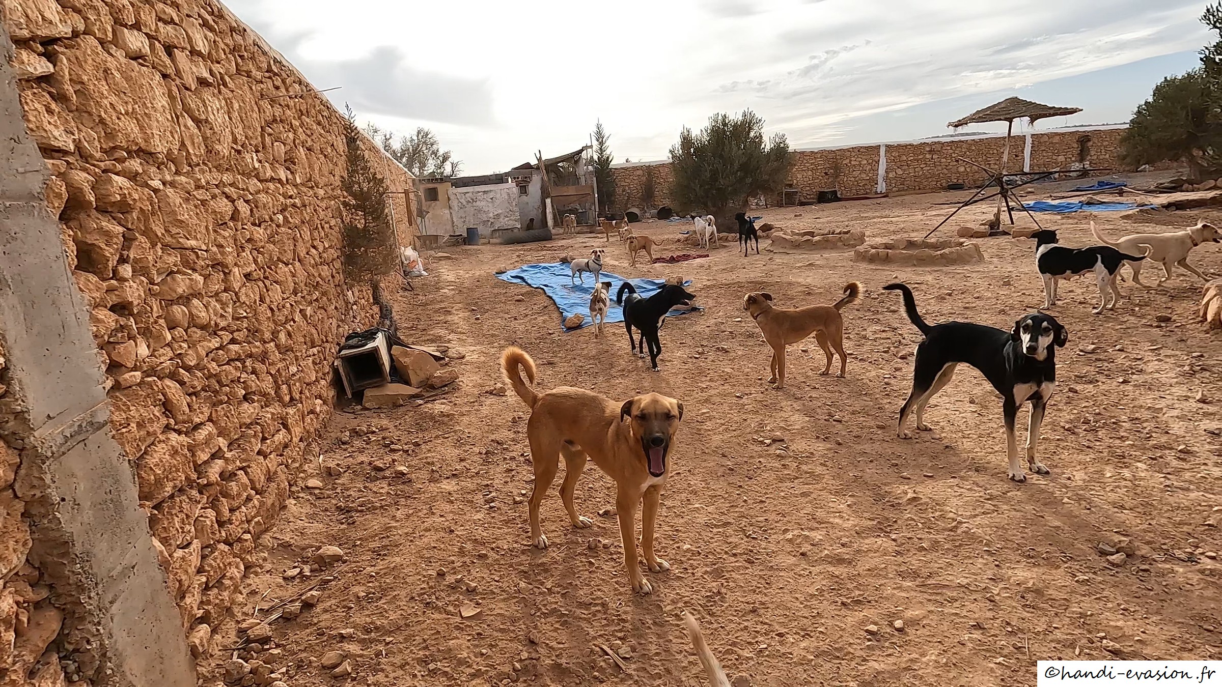 Handi-Evasion - Chiens du Maroc